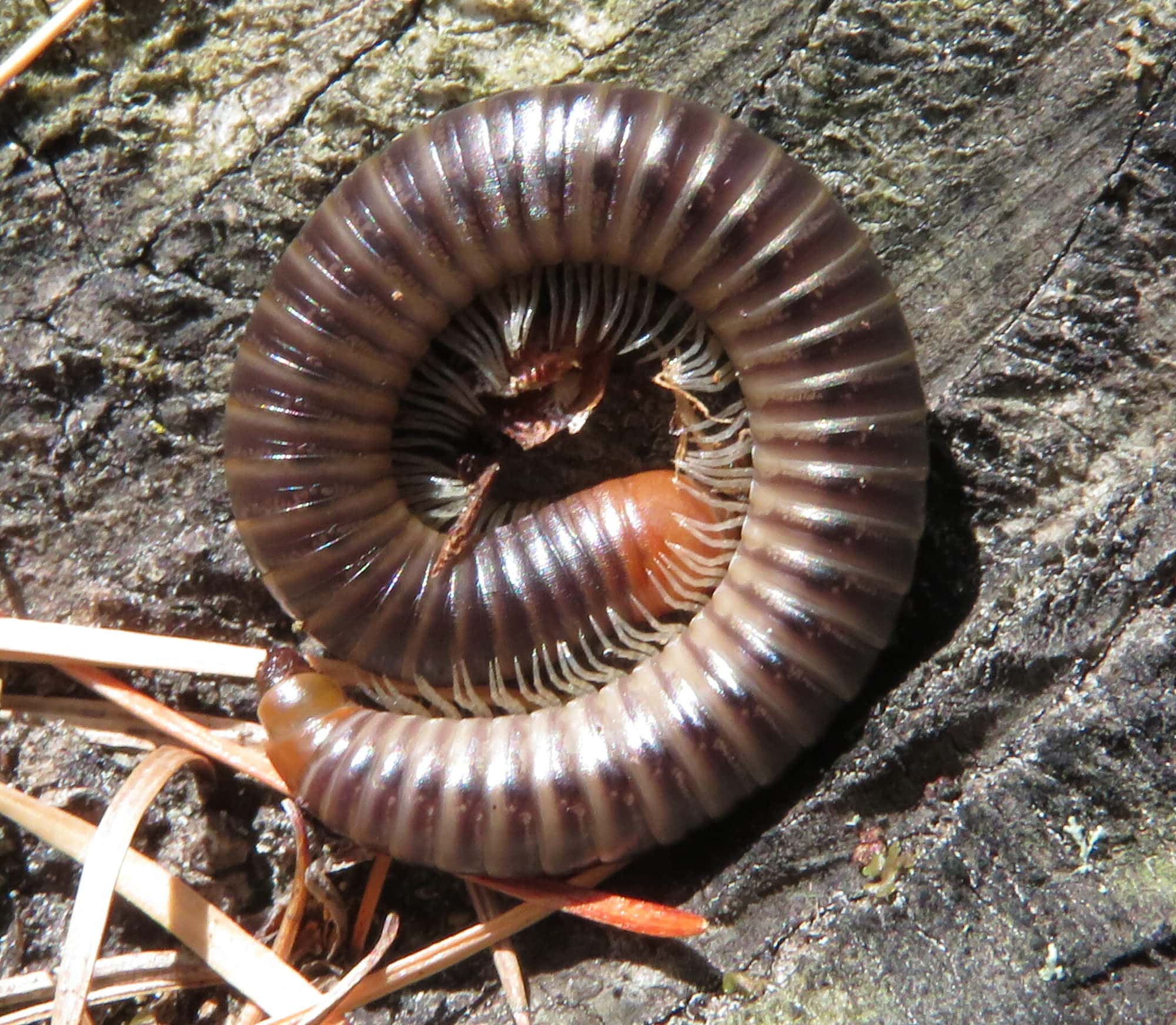 Les chilopodes : peu d’espèces, mais un rôle important dans les ...