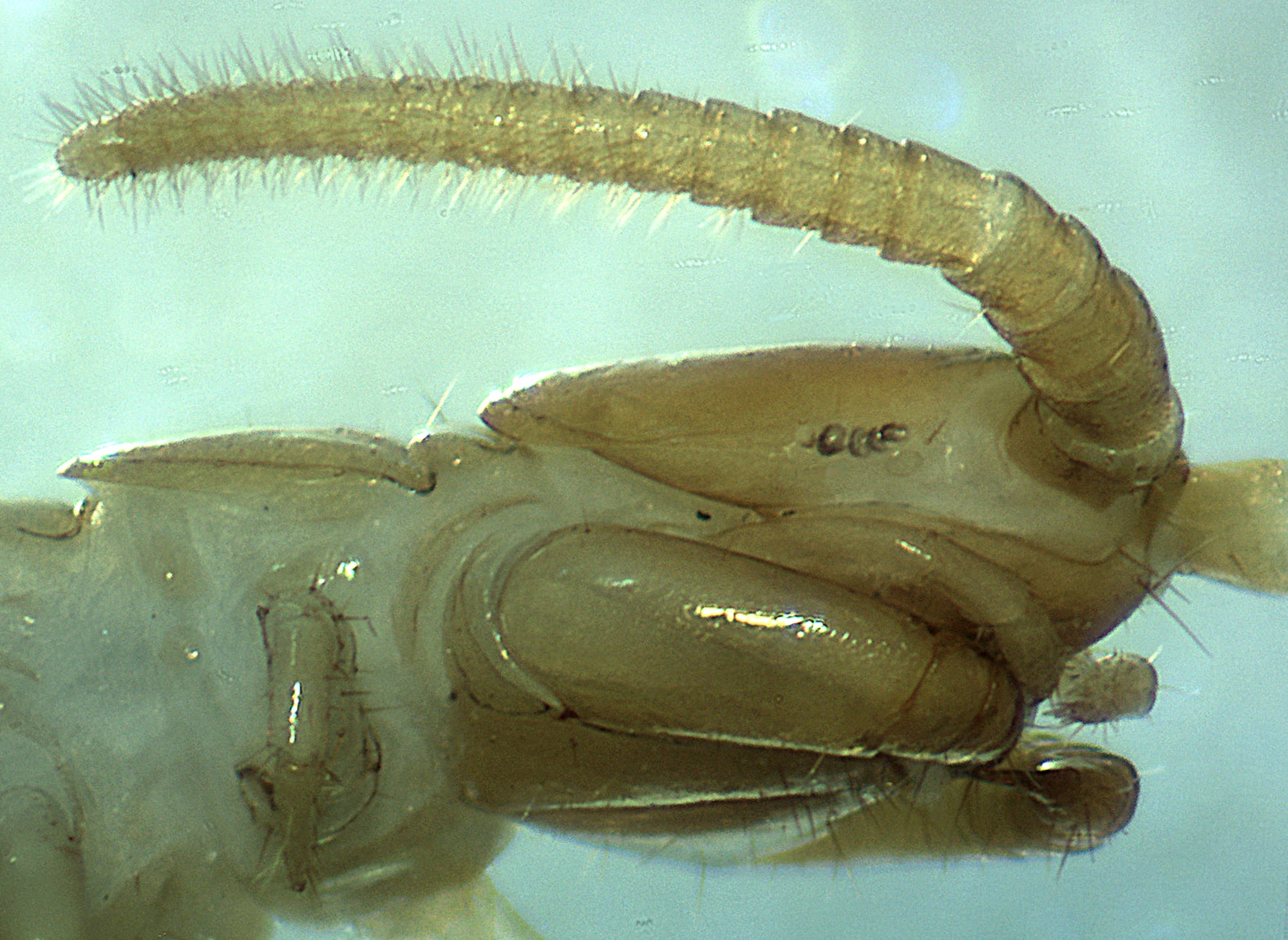 Les chilopodes : peu d’espèces, mais un rôle important dans les ...