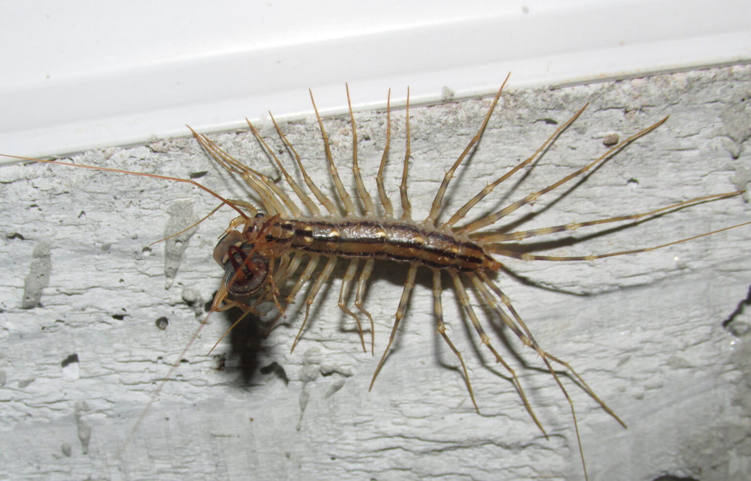 Les chilopodes : peu d’espèces, mais un rôle important dans les ...