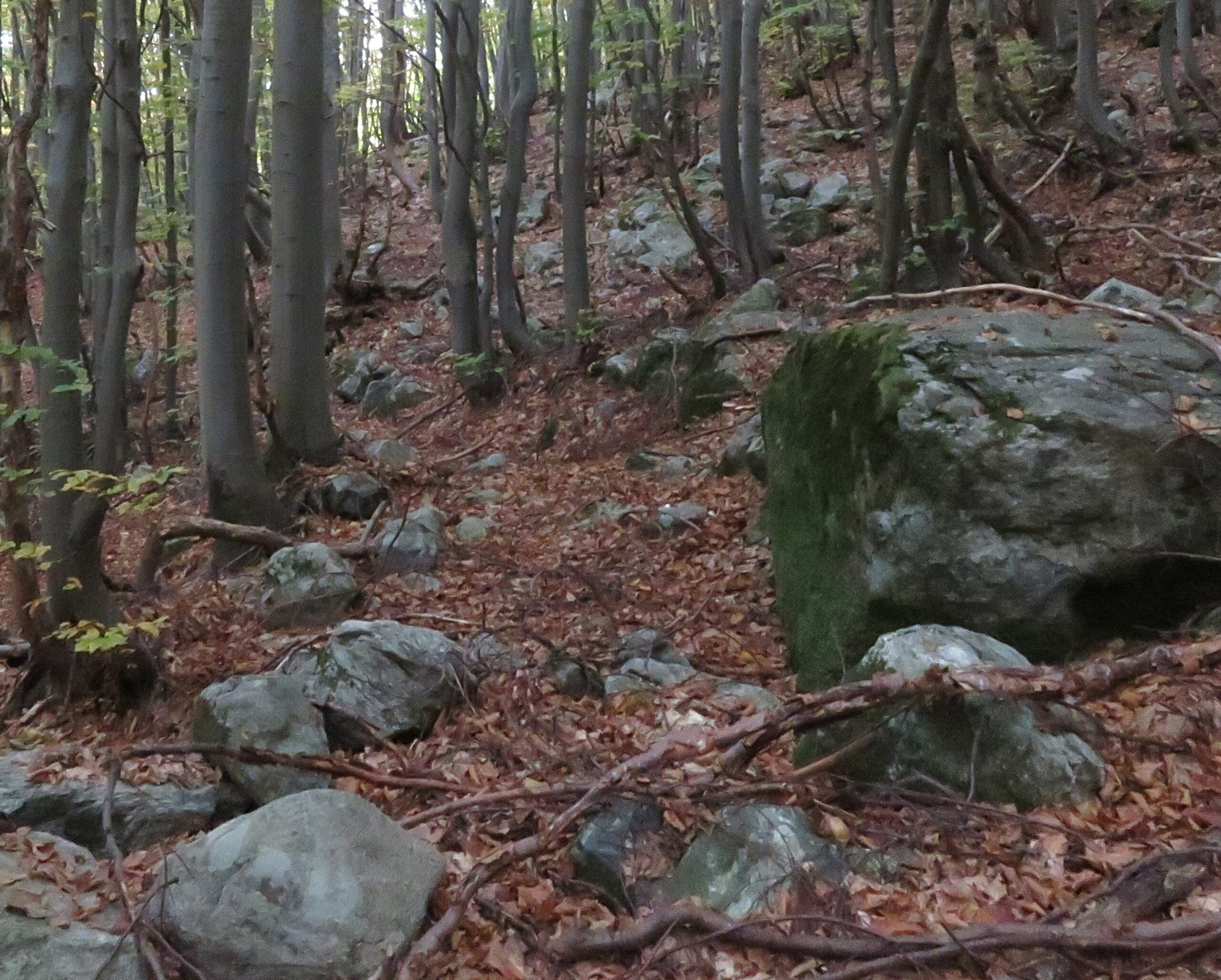 Observer et collecter les chilopodes : méthodes et techniques ...