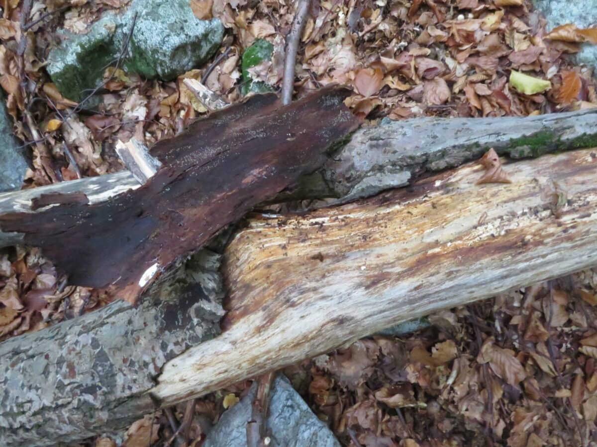 Observer et collecter les chilopodes : méthodes et techniques ...