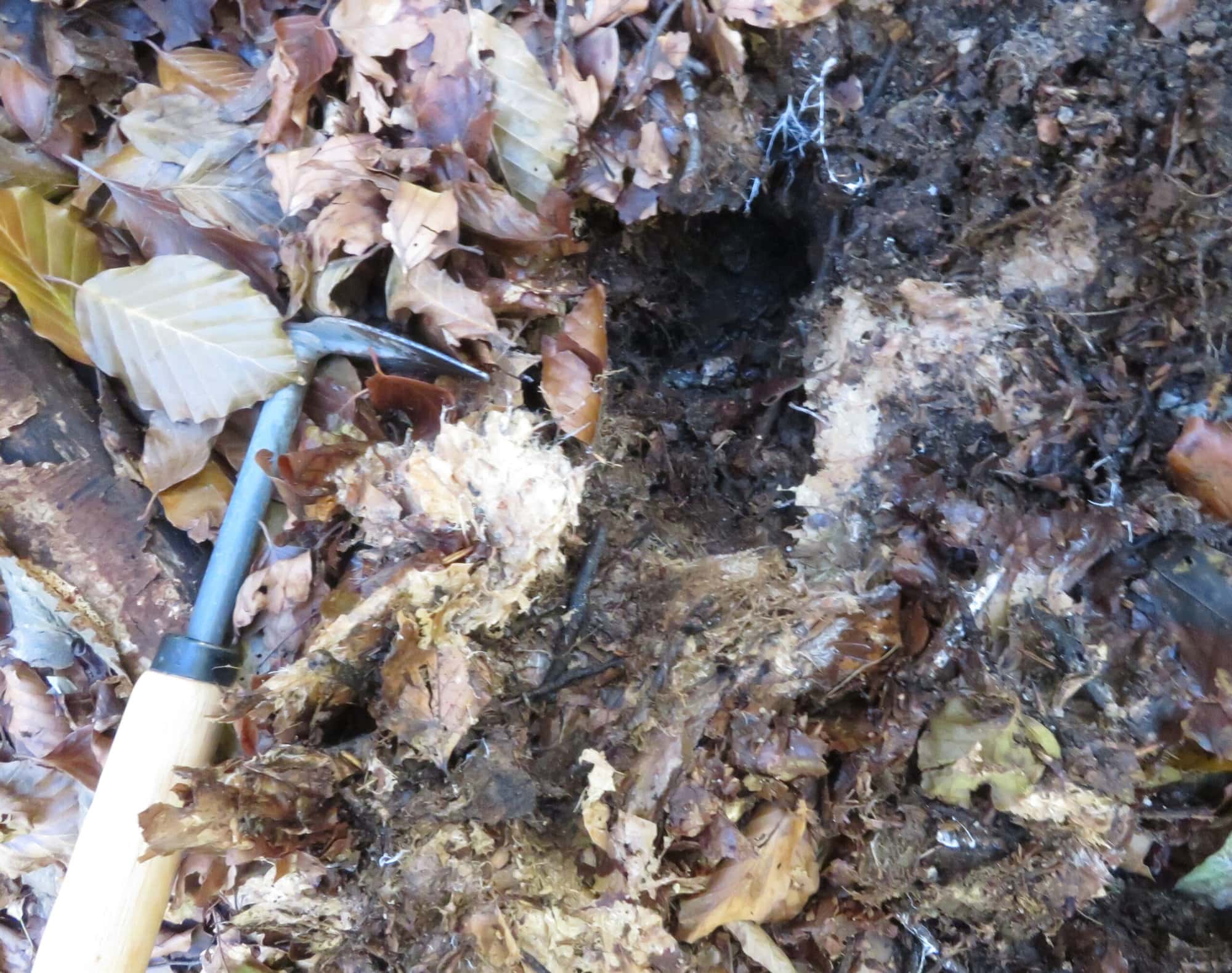 Observer et collecter les chilopodes : méthodes et techniques ...