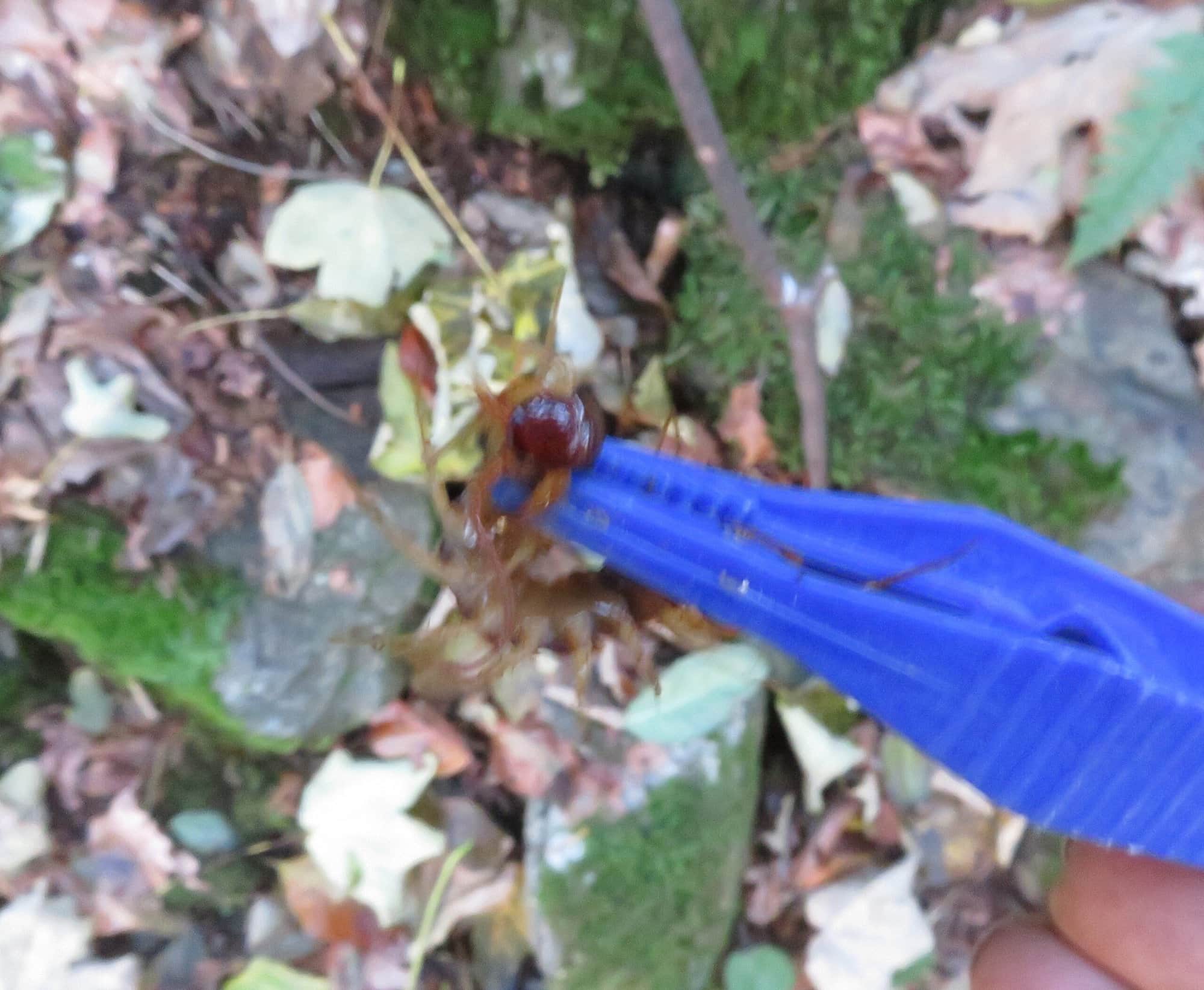 Observer et collecter les chilopodes : méthodes et techniques ...