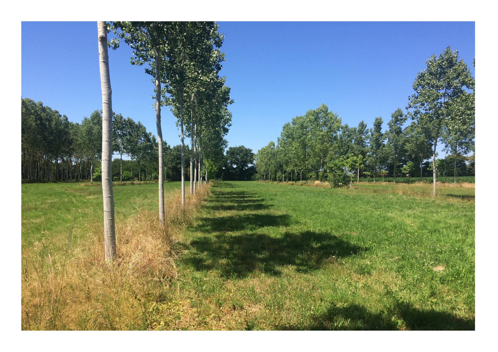 Arbre champêtre - Observatoire de la Biodiversité en Auvergne-Rhône-Alpes