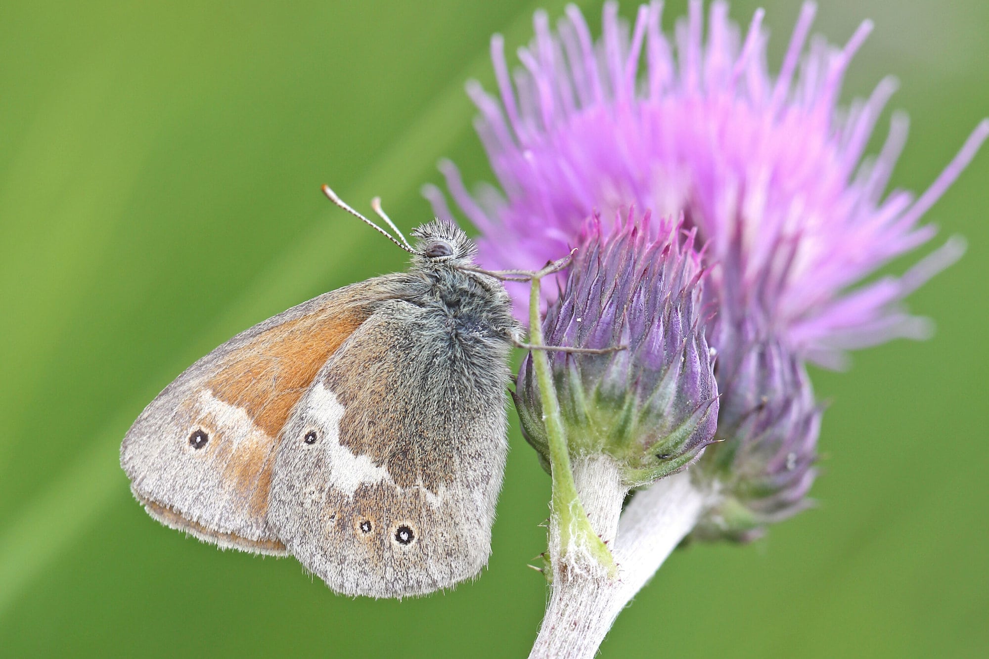 Coenonympha tullia - Observatoire de la Biodiversité en Auvergne-Rhône ...