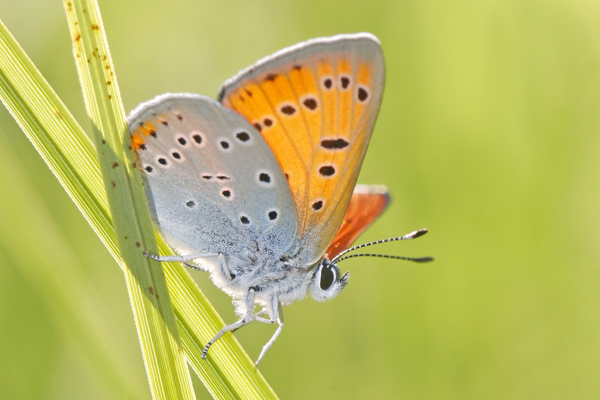 Lycaena dispar - Observatoire de la Biodiversité en Auvergne-Rhône-Alpes