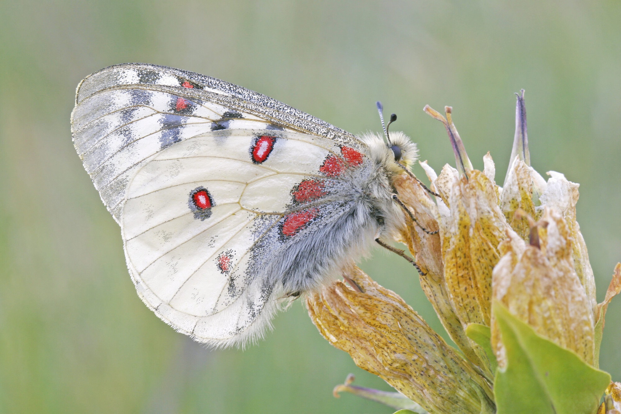 Parnassius corybas - Observatoire de la Biodiversité en Auvergne-Rhône ...